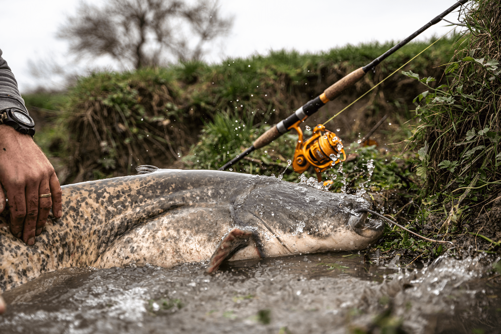 Products | The Homeland Of Catfishing